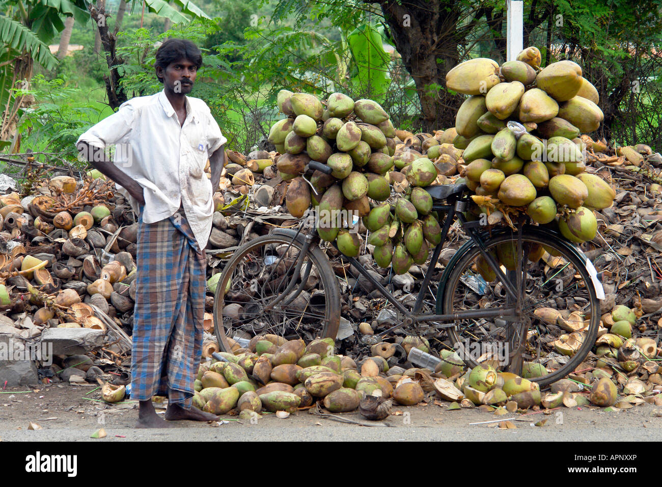 coconut transport near madurai Stock Photo - Alamy
