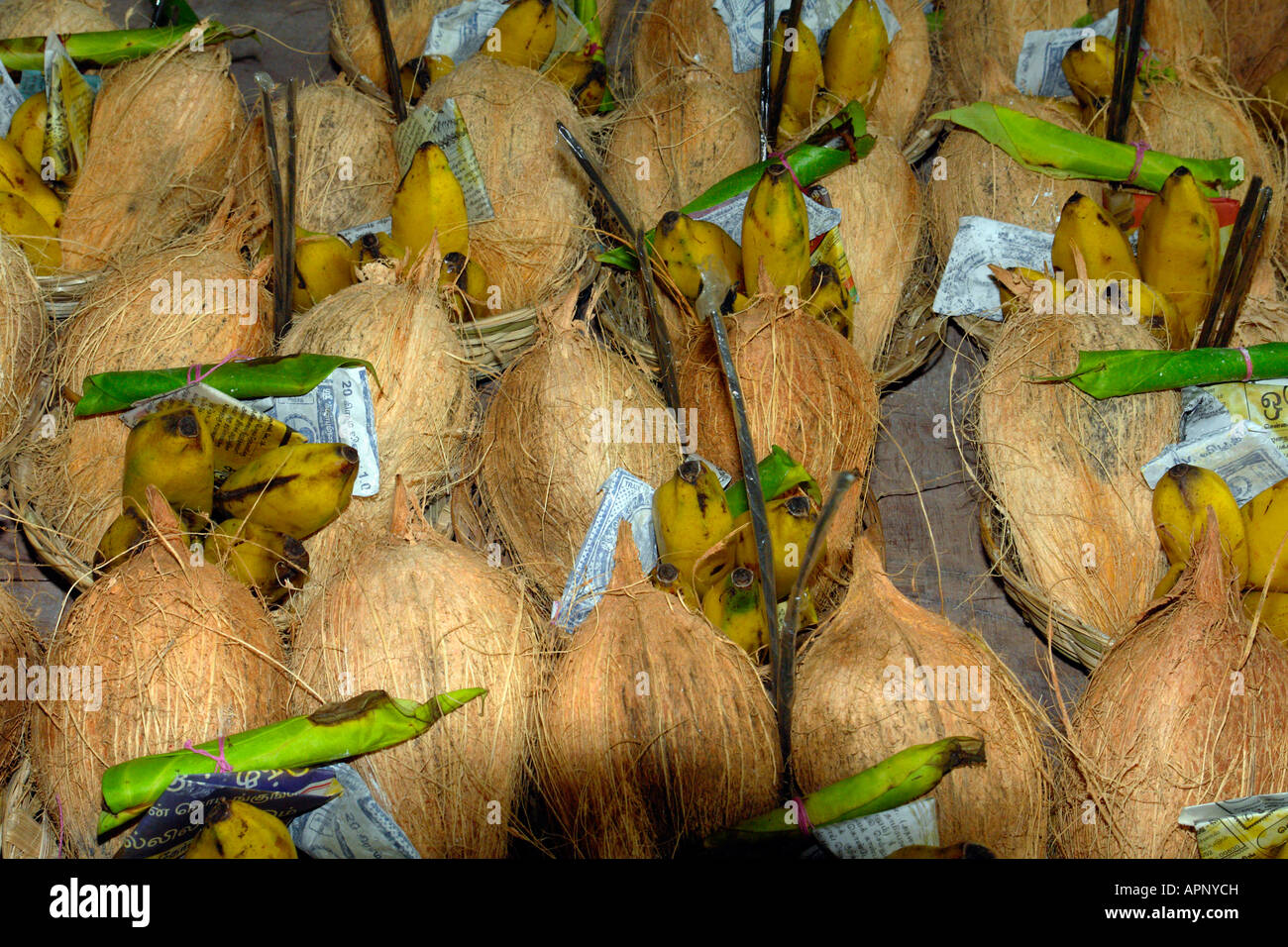 coconut offerings at the sri meenakshi temple madurai india Stock Photo ...