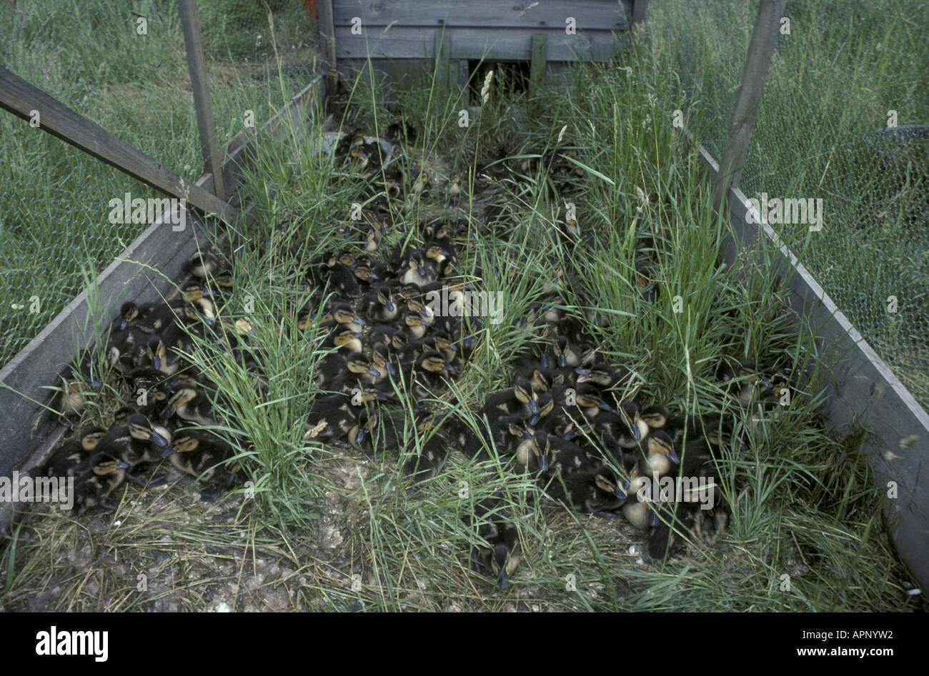 Rearing pens hi-res stock photography and images - Alamy