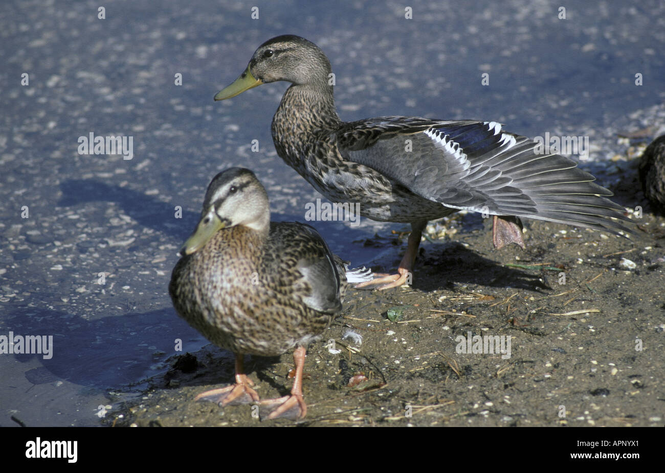 Male mallards eclipse plumage hi-res stock photography and images - Alamy