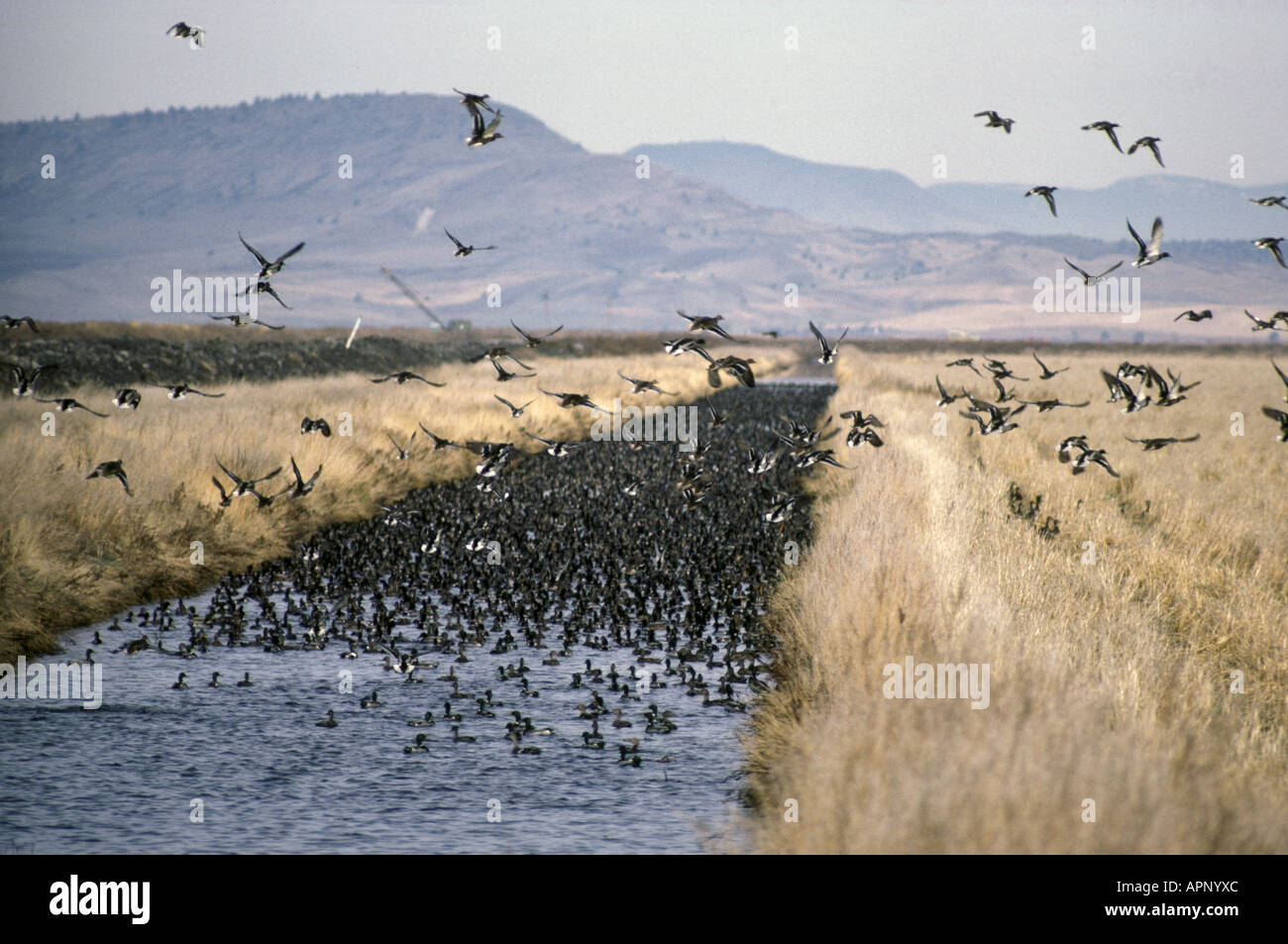 Mallard flock taking off from duke at Klamouth California Stock Photo ...