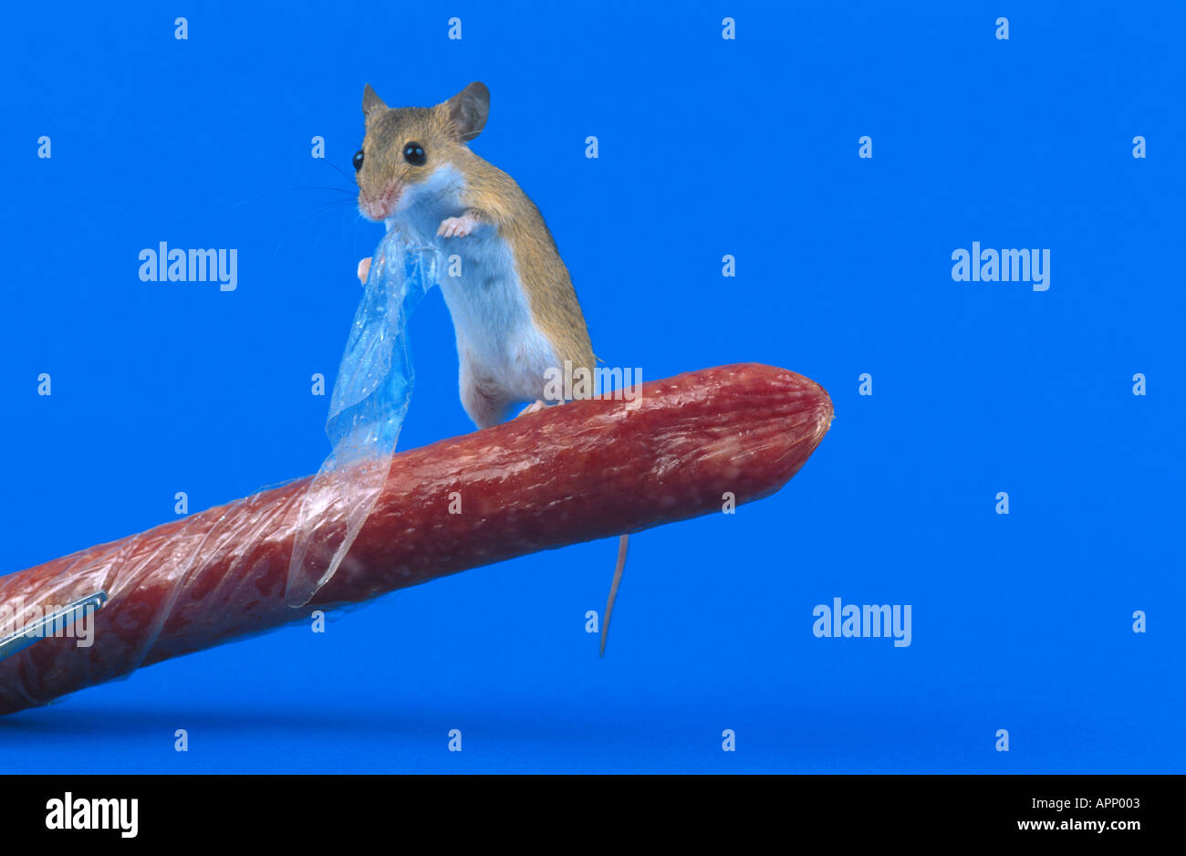 African pygmy mouse (Mus minutoides), on salami Stock Photo - Alamy