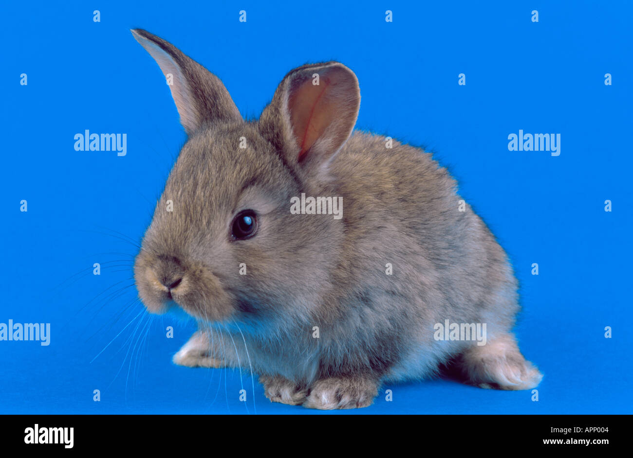 domestic rabbit (Oryctolagus cuniculus f. domestica), Neuseelaender-mix ...