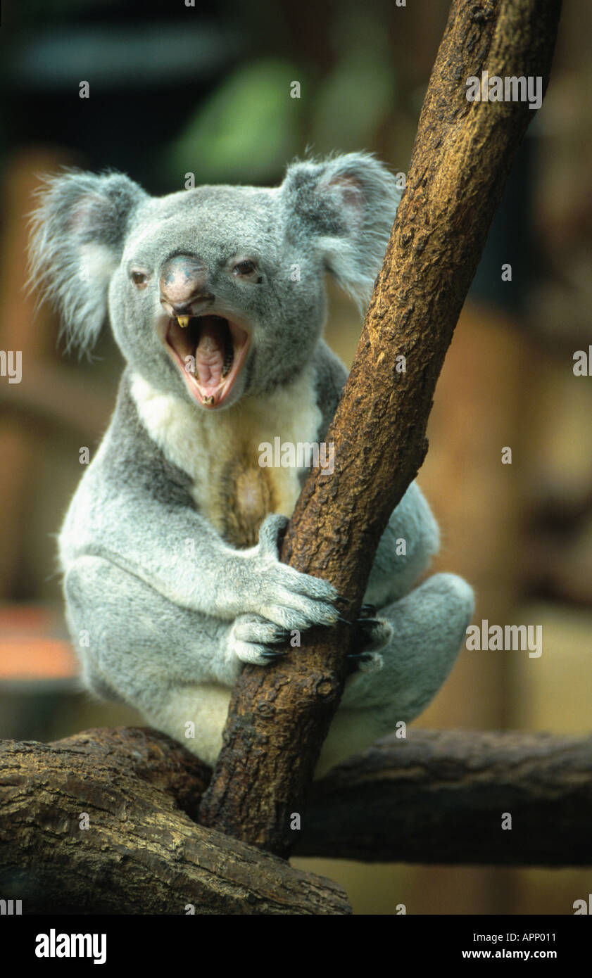 Crying koala hi-res stock photography and images - Alamy