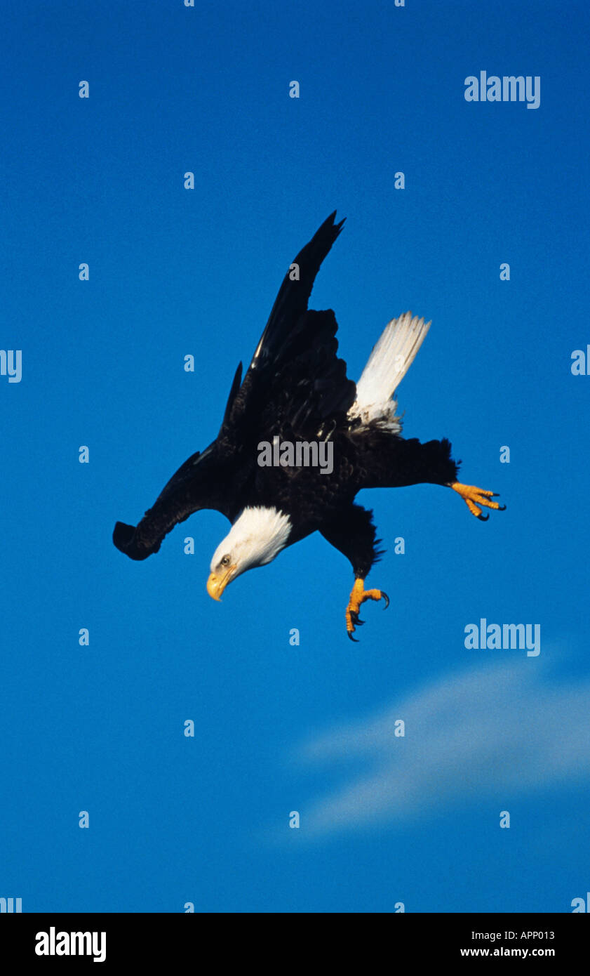 American bald eagle (Haliaeetus leucocephalus), nose dive, USA, Alaska ...