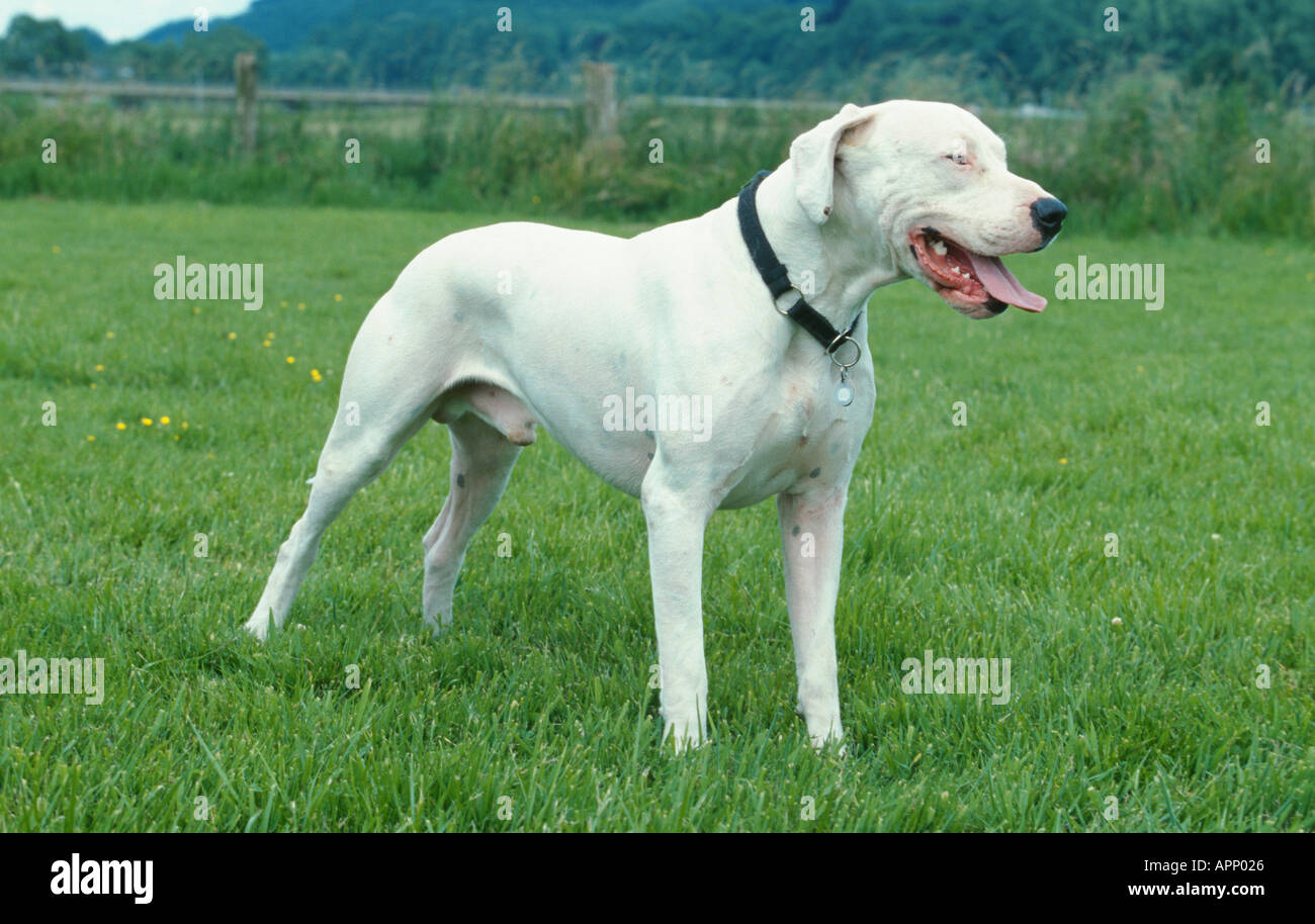 Dogo Argentino, Argentinian Mastiff (Canis lupus f. familiaris ...