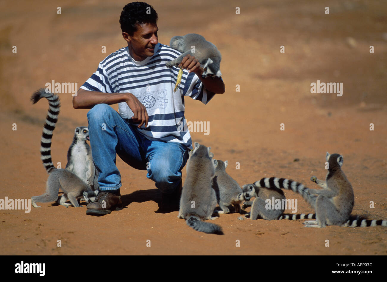 ring-tailed lemur (Lemur catta), man among lemurs Stock Photo - Alamy