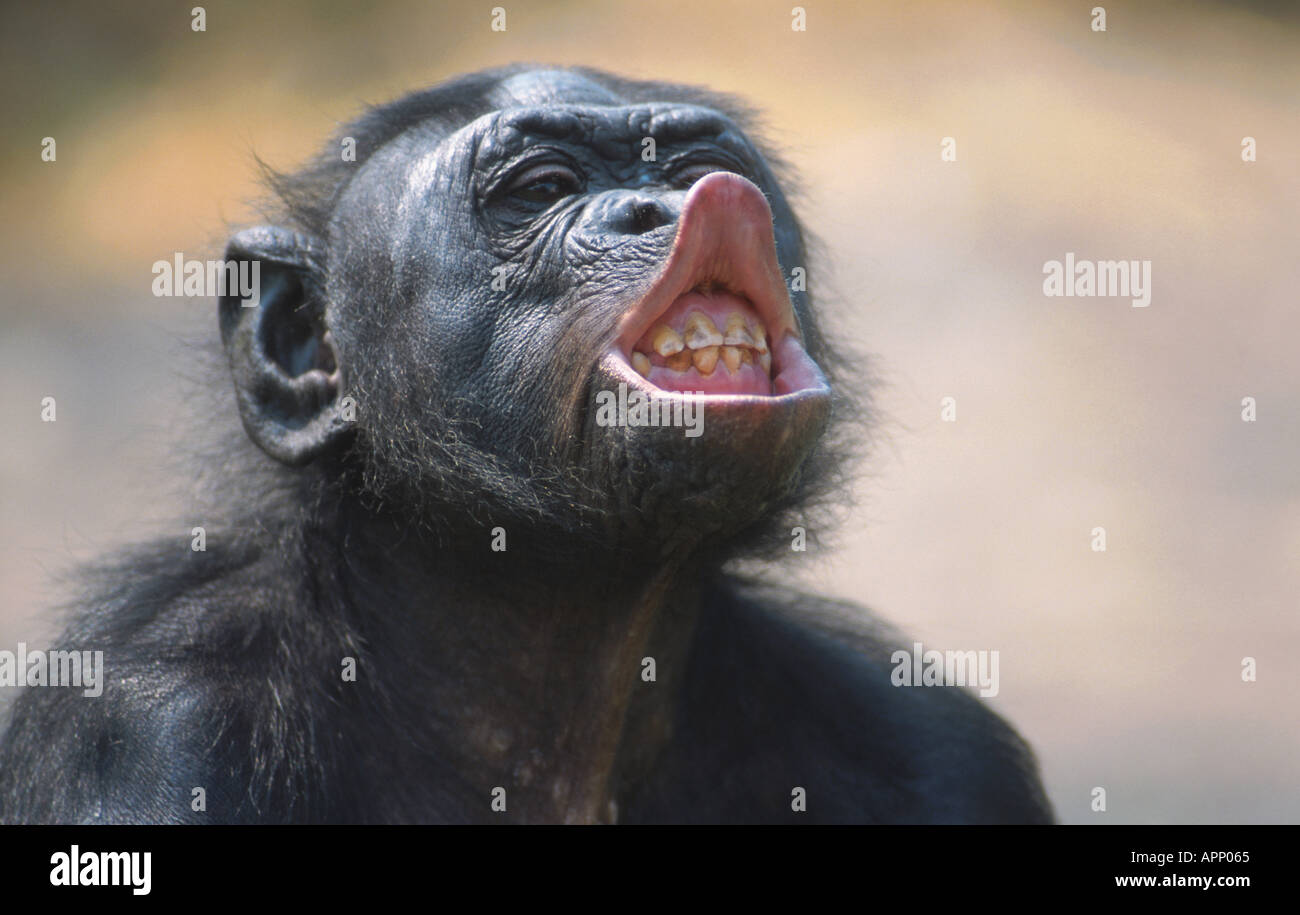 Snarling monkey hi-res stock photography and images - Alamy