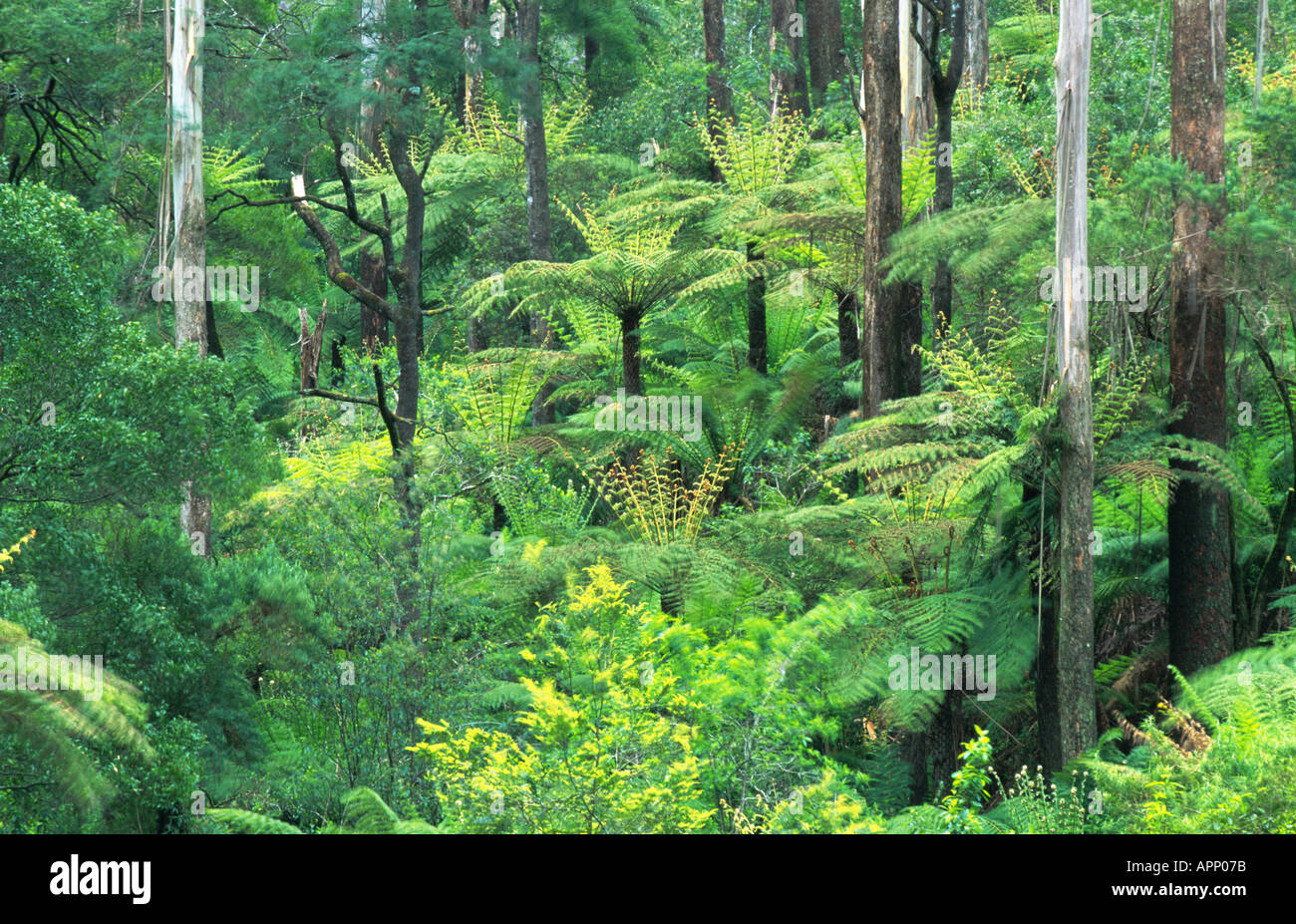 rainforest with treefern, Australia, Victoria Stock Photo - Alamy