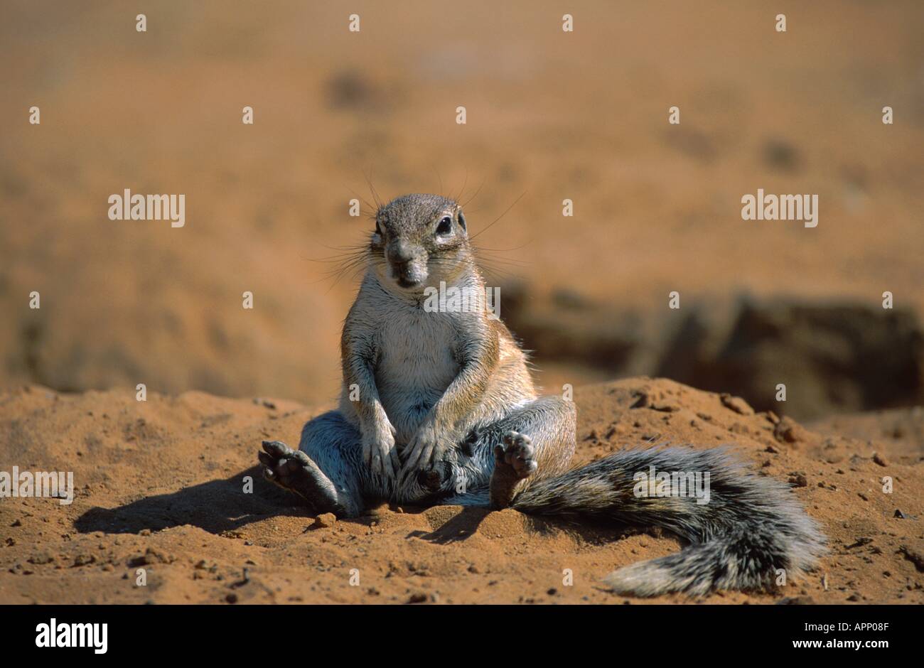 South African ground squirrel, Cape ground squirrel (Geosciurus inauris ...