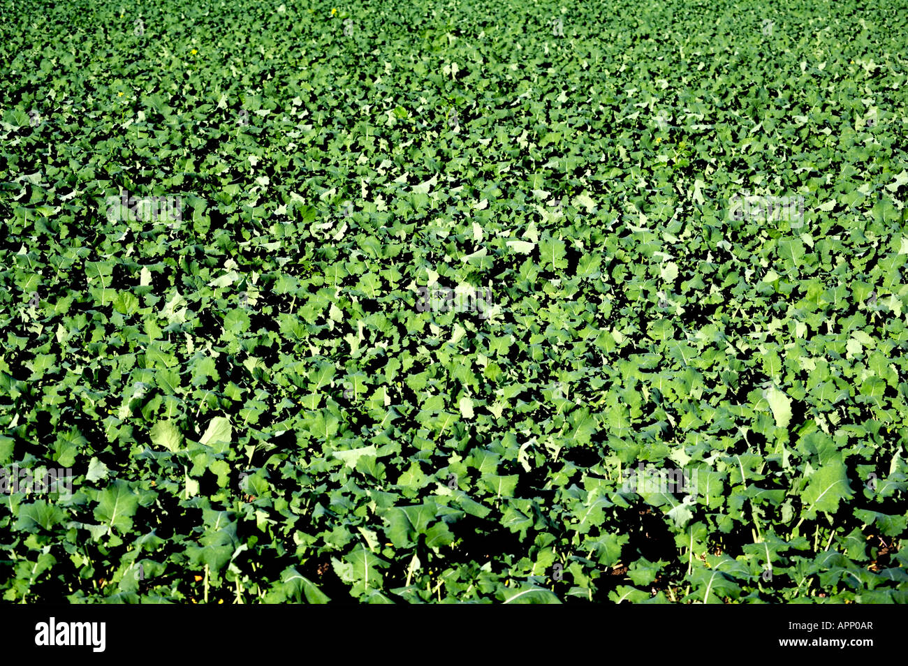 A view of crops in rows in farmland field with green colour Stock Photo ...
