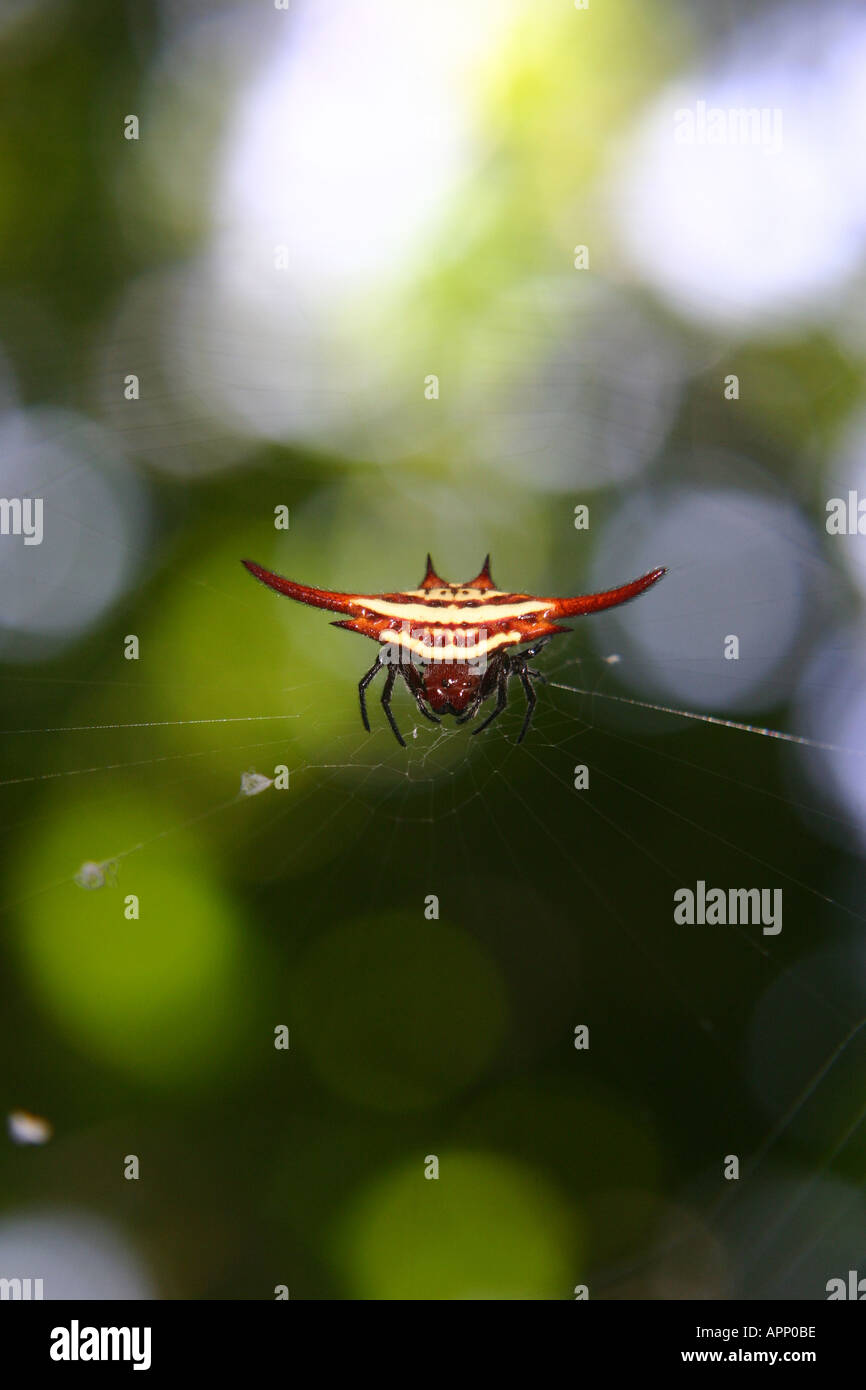 Red orb weaving spider hi-res stock photography and images - Alamy