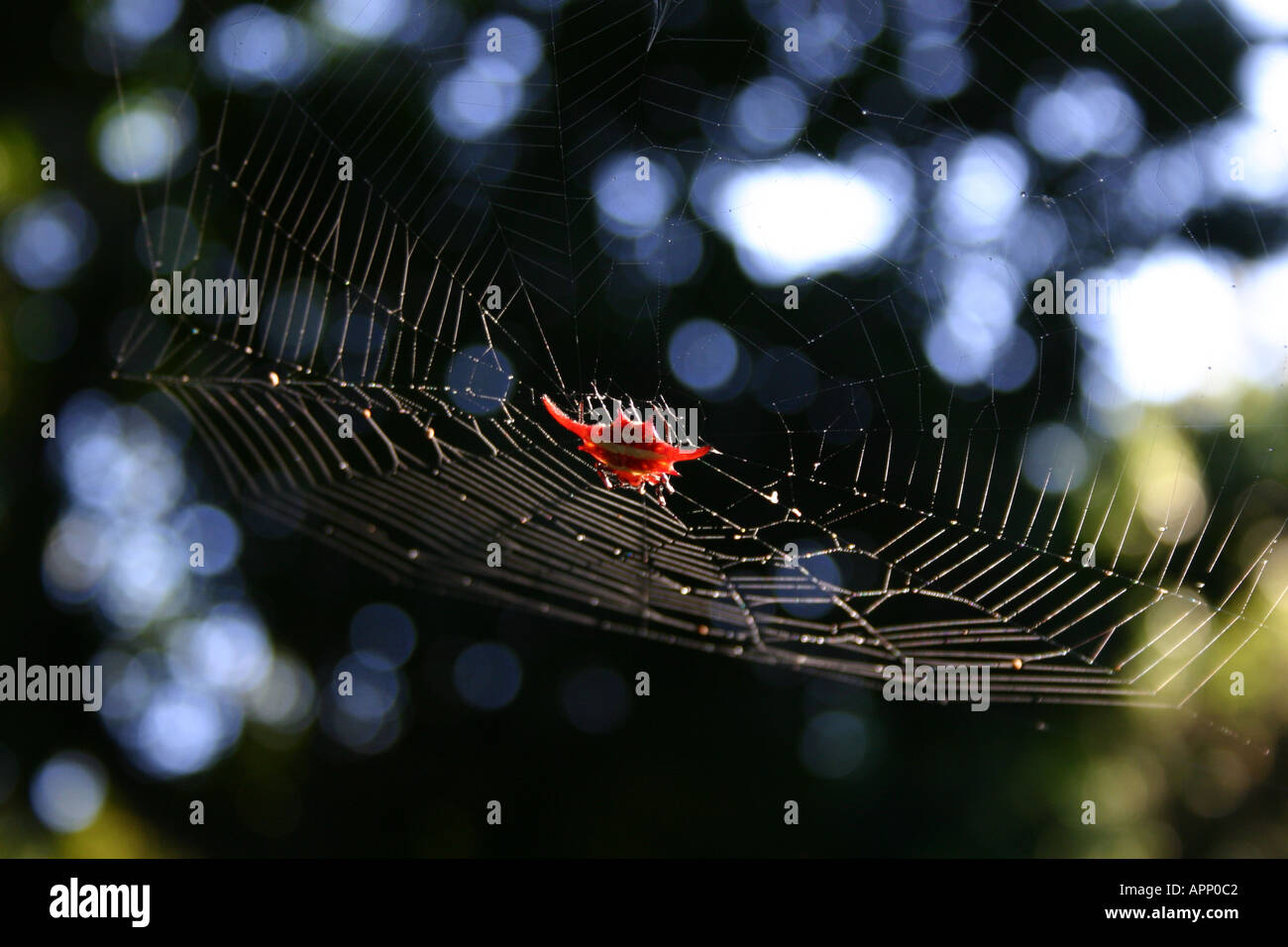Orb web spider in early morning sunlight Stock Photo - Alamy