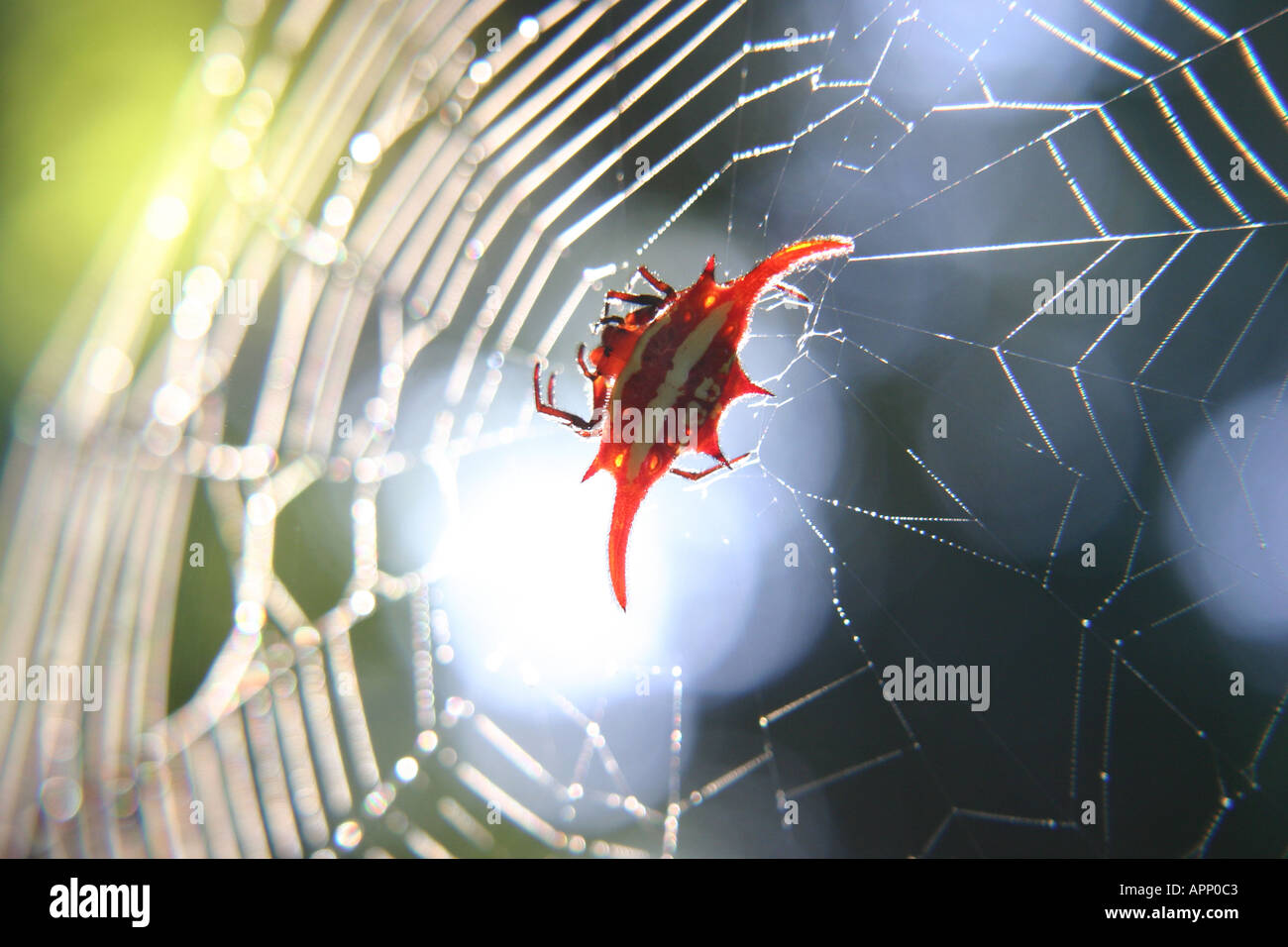 Red orb weaving spider hi-res stock photography and images - Alamy