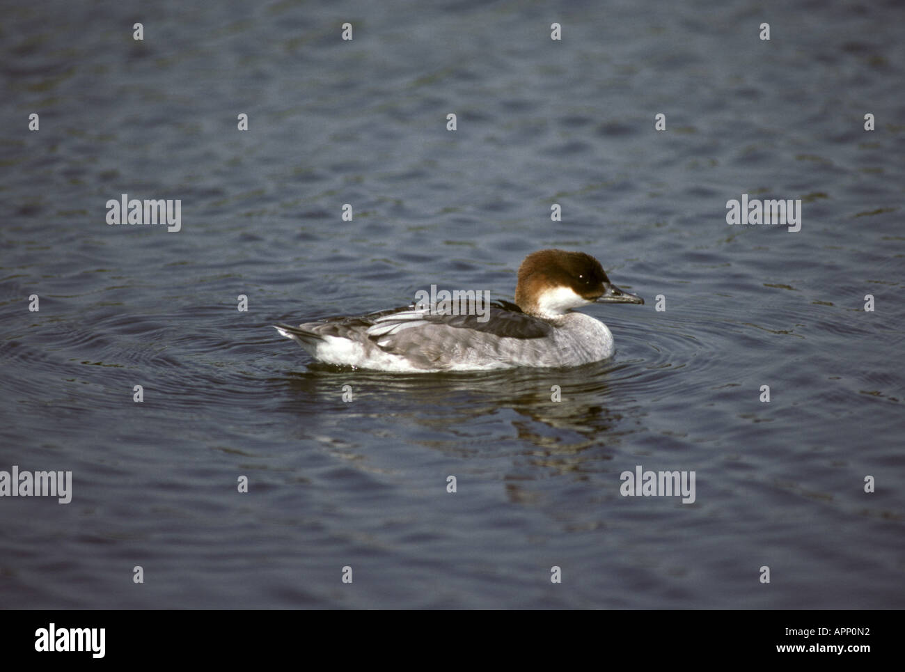 Smew Mergus albellus Female Stock Photo - Alamy