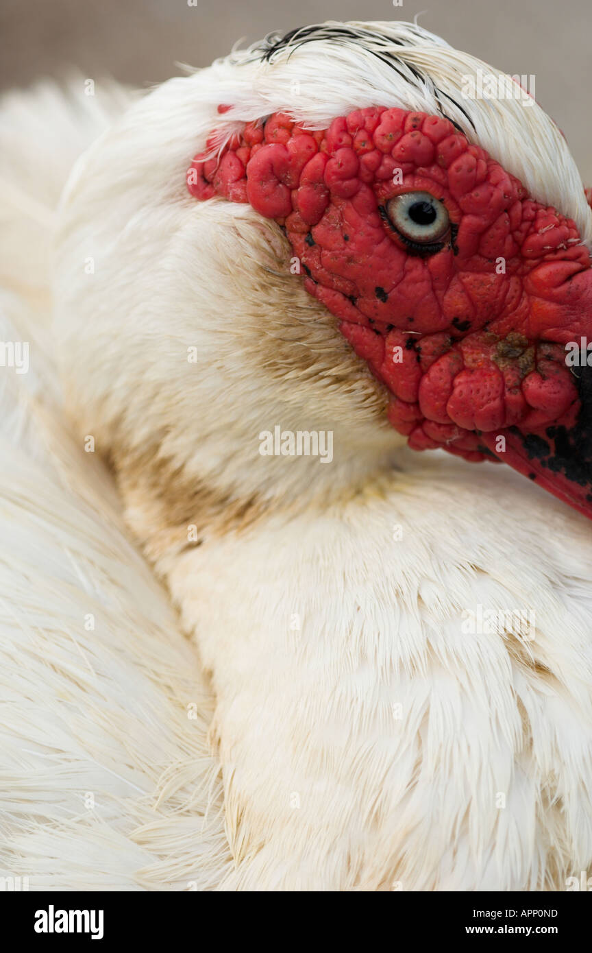 Male Muscovy Duck (Cairina moschata), Madeira, Portugal Stock Photo - Alamy