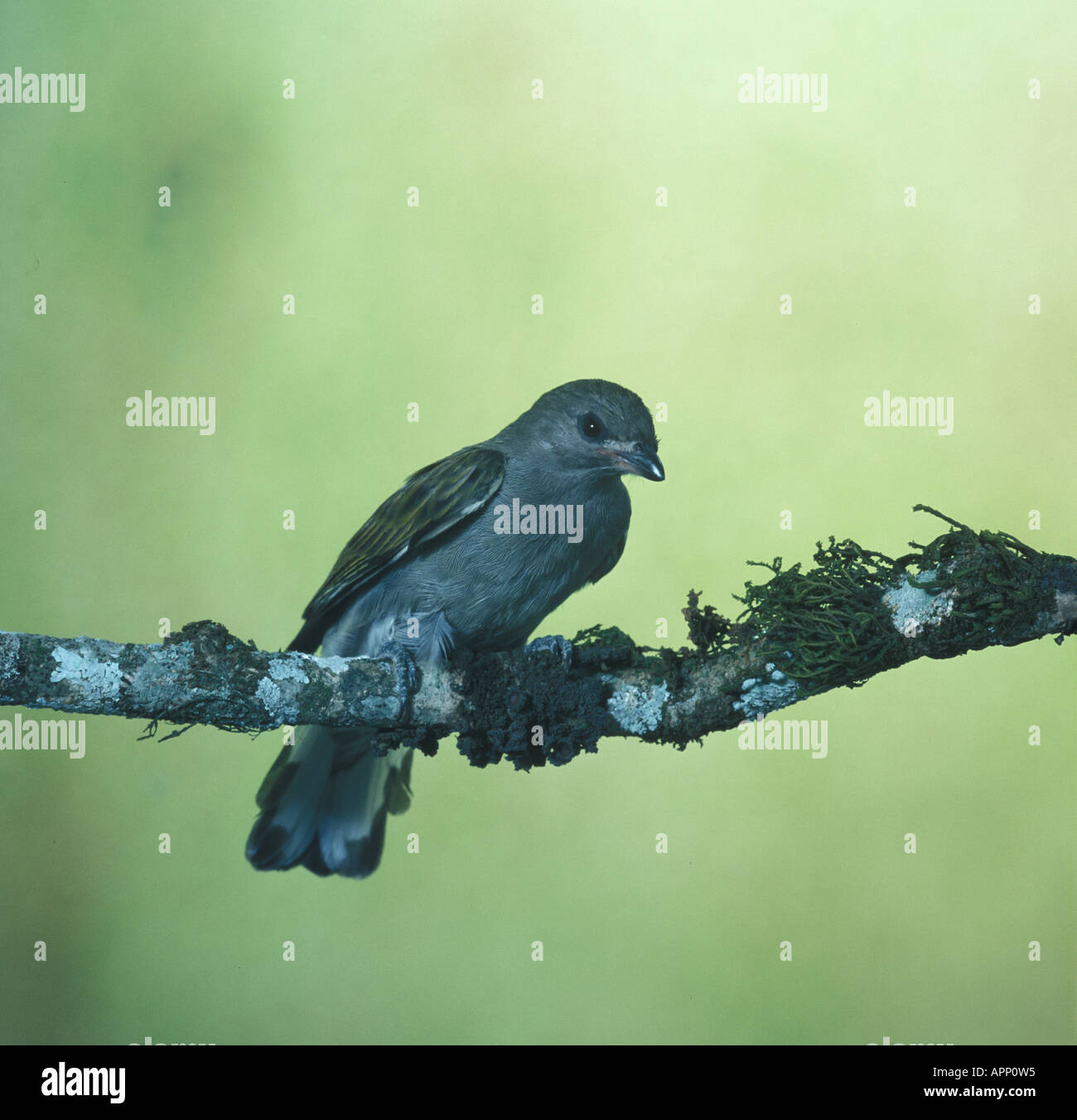 Honeyguide indicator indicator hi-res stock photography and images - Alamy