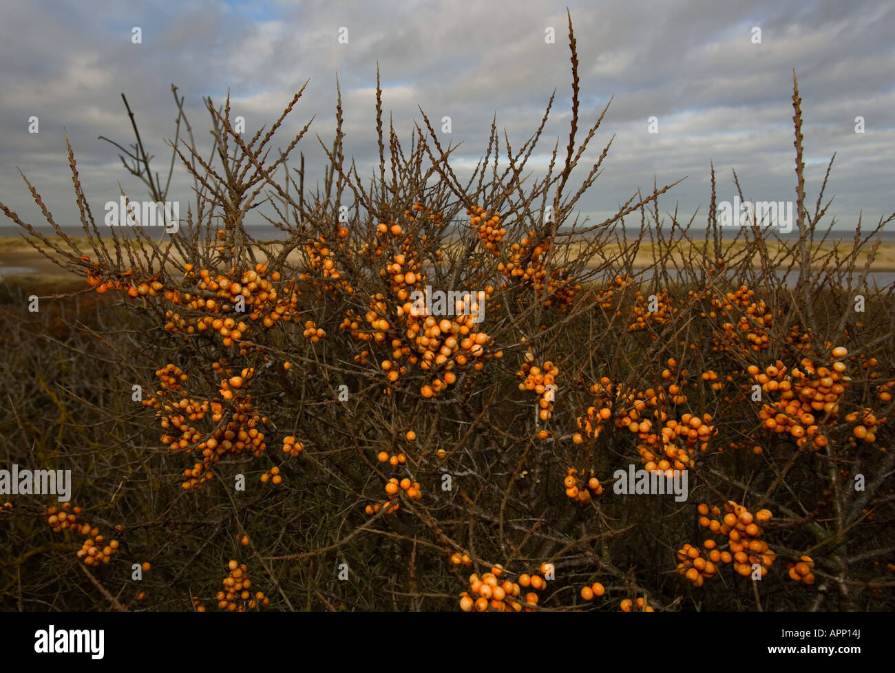 Maritime berries hi-res stock photography and images - Alamy