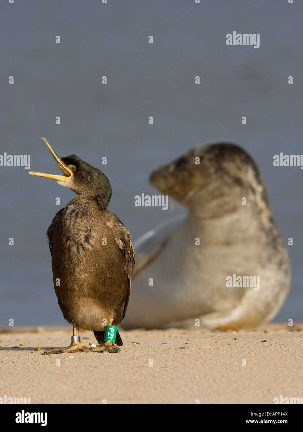 Seal catching fish hi-res stock photography and images - Alamy