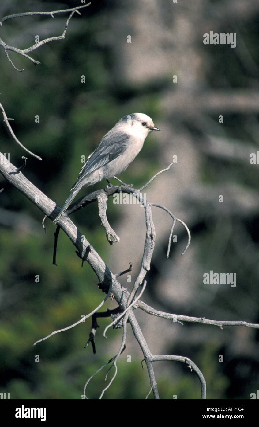 Perisoreus canadensis capitalis hi-res stock photography and images - Alamy