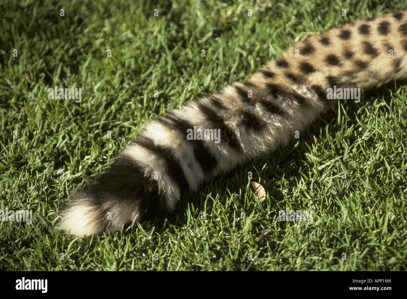 Cheetah tails hi-res stock photography and images - Alamy