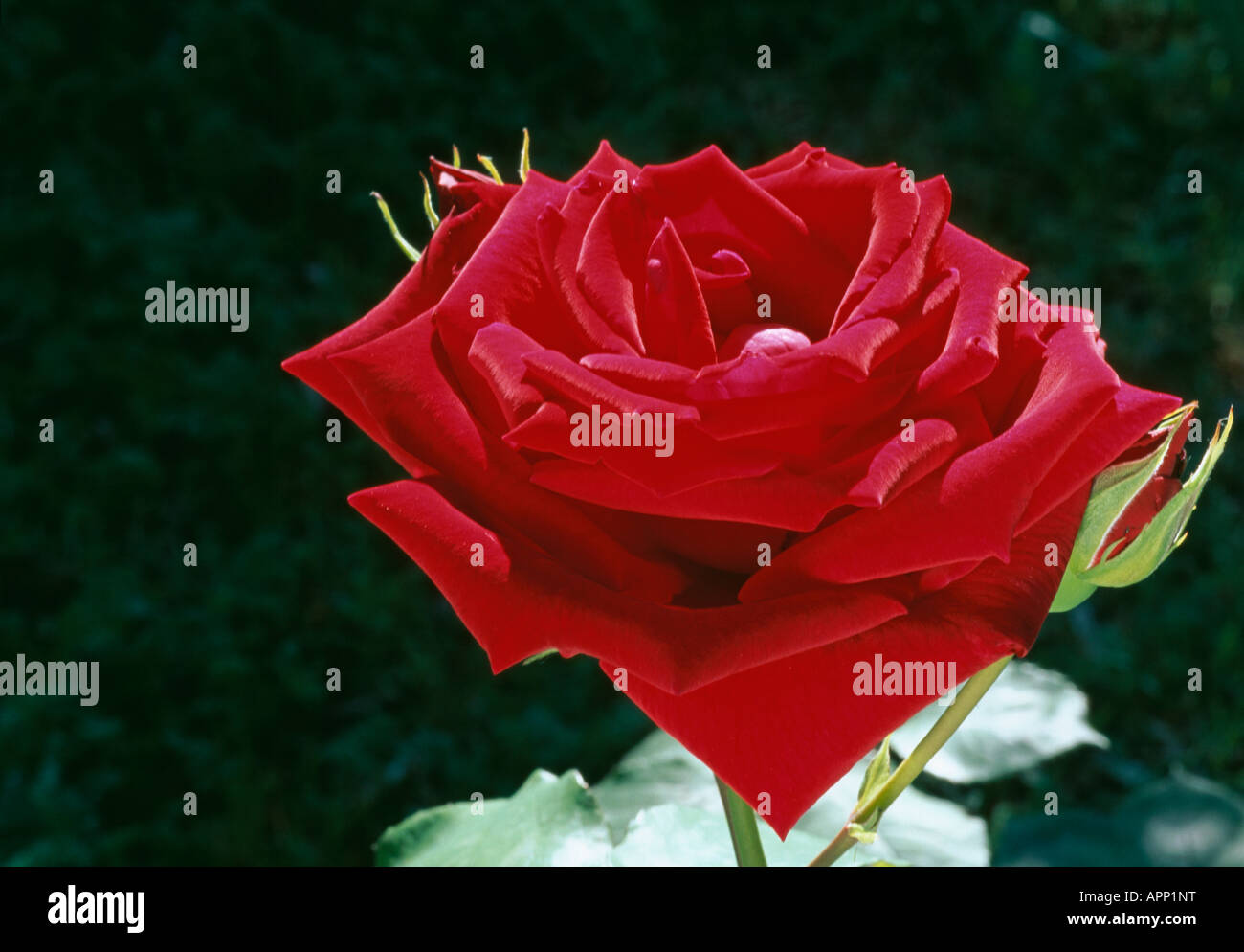 Rosa bright red satin for a sun worshipper fullblown seductive beauty ...