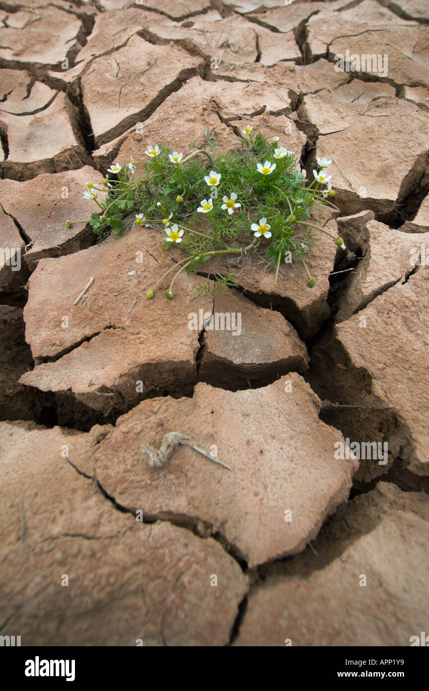 Ranunculus spp. white flowered plant in a dry water reservoir for ...