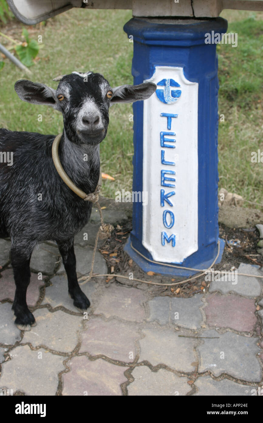Goat Tied to Phone Box Kota Bahru Malaysia Stock Photo - Alamy