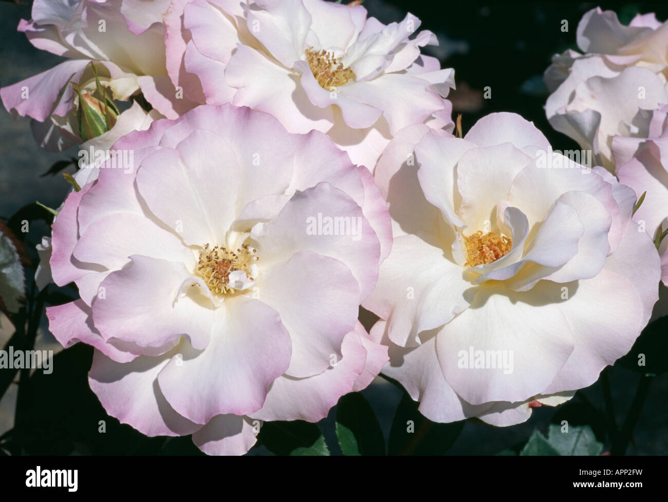 Rosa white roses with a slighly pinkish border pure attraction Stock ...