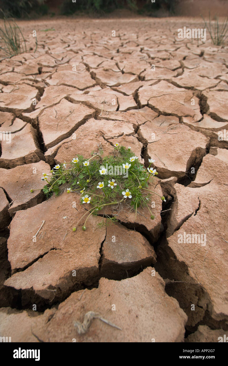 Ranunculus spp. white flowered plant in a drought water reservoir for ...
