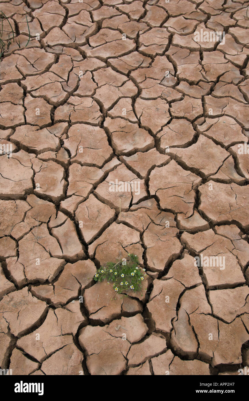 Ranunculus spp. white flowered plant in a drought water reservoir for ...