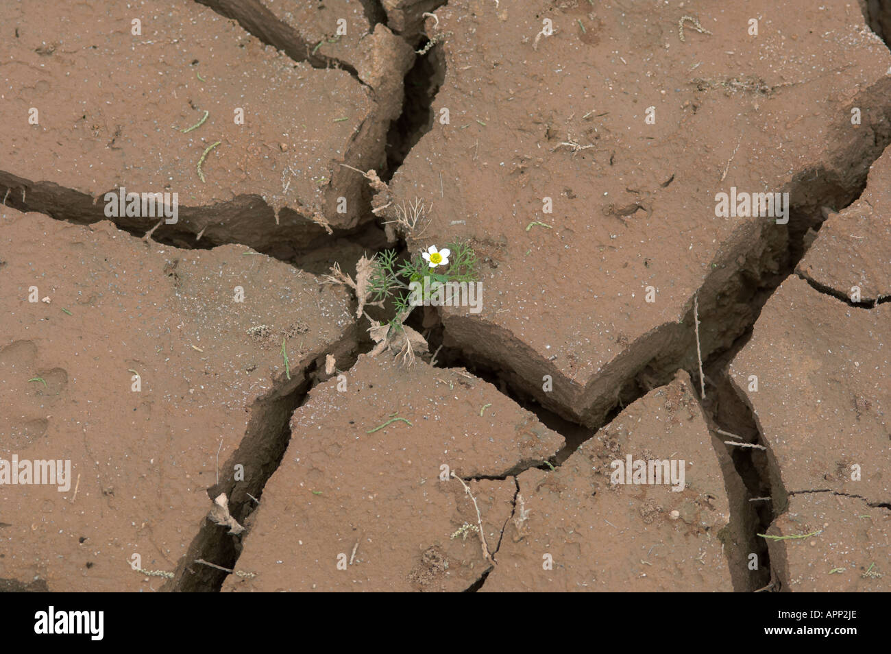 Ranunculus spp. white flowered plant in a drought water reservoir for ...