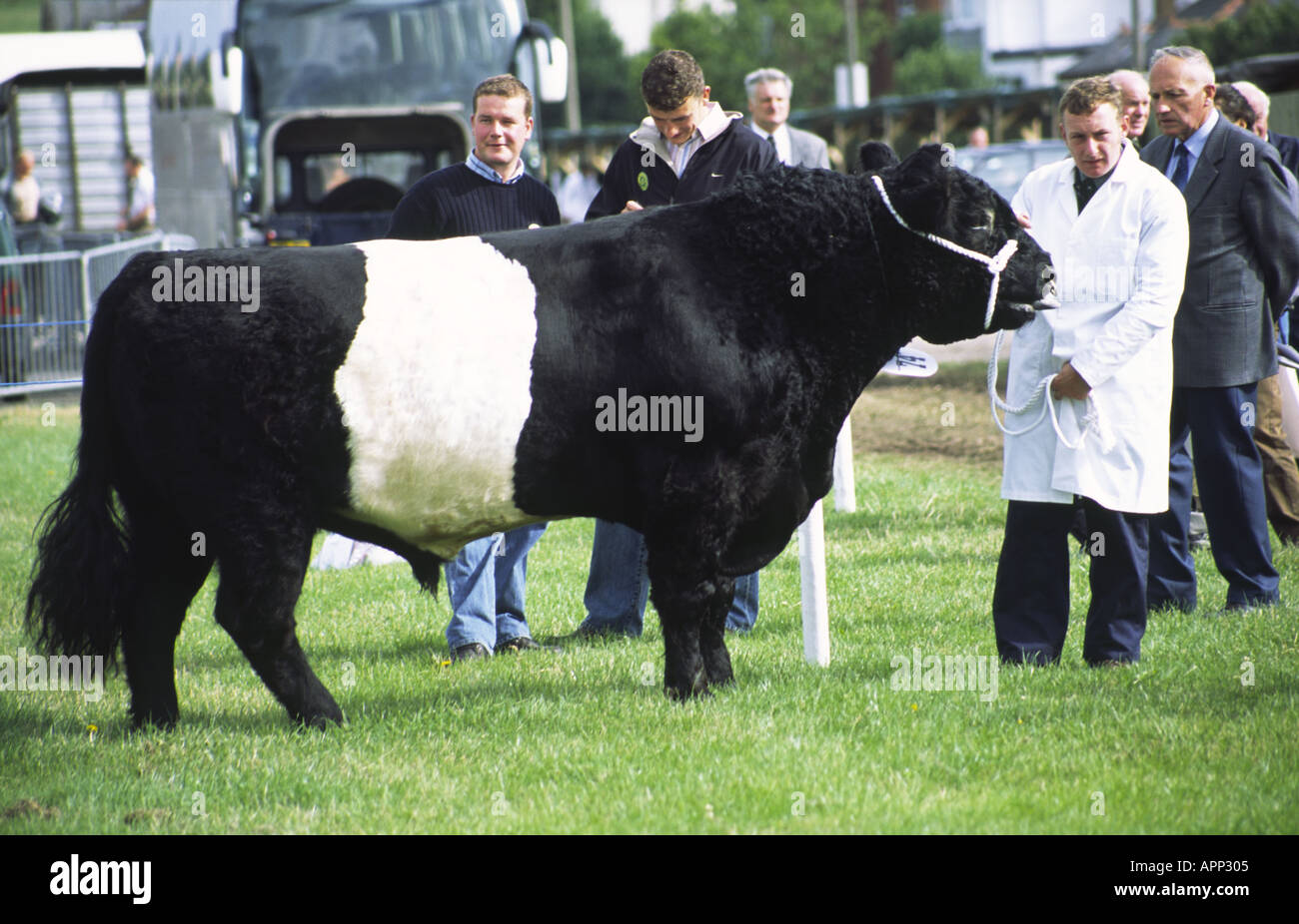 Belted galloway show hi-res stock photography and images - Alamy