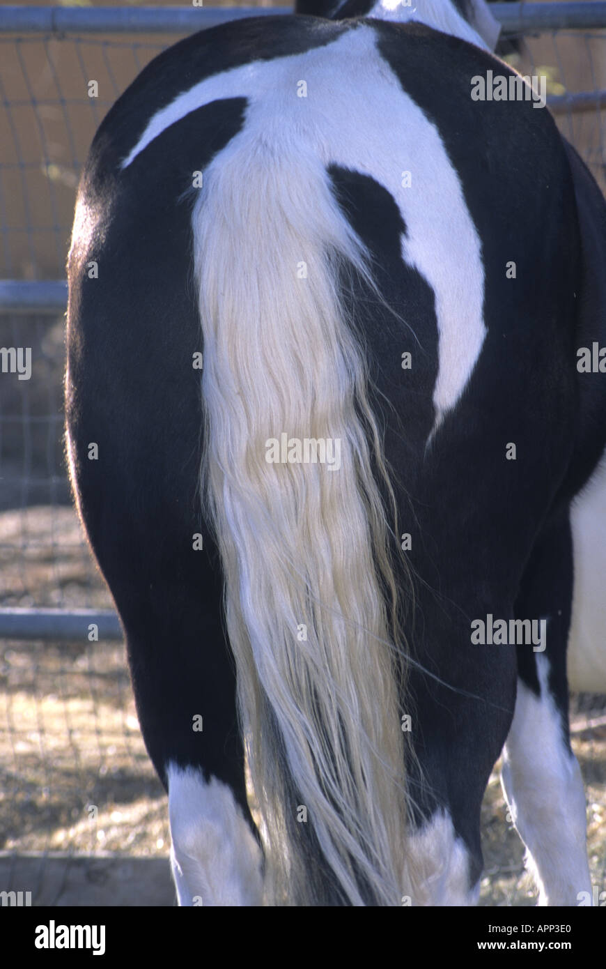 Rear end of a horse hi-res stock photography and images - Alamy