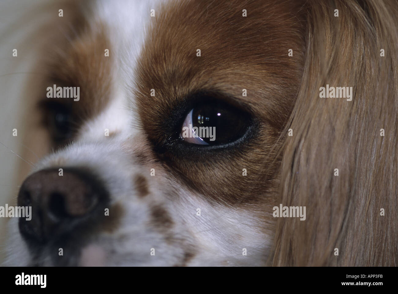 Head of a Cavalier King Charles Spaniel Stock Photo - Alamy