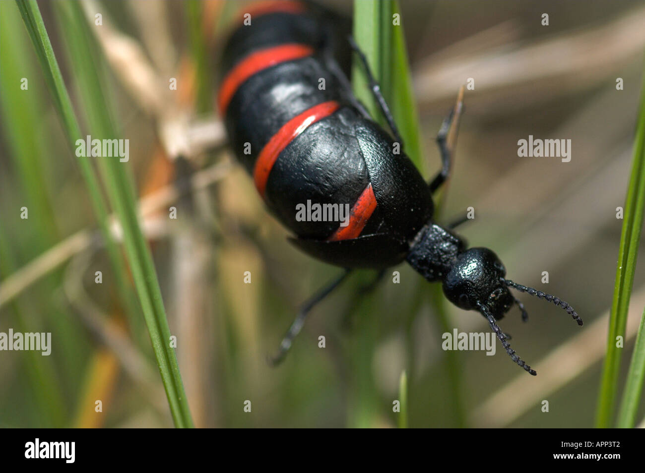 Oil Beetle (Meloe majalis) Spain. (Spanish name : Aceitera Stock Photo ...