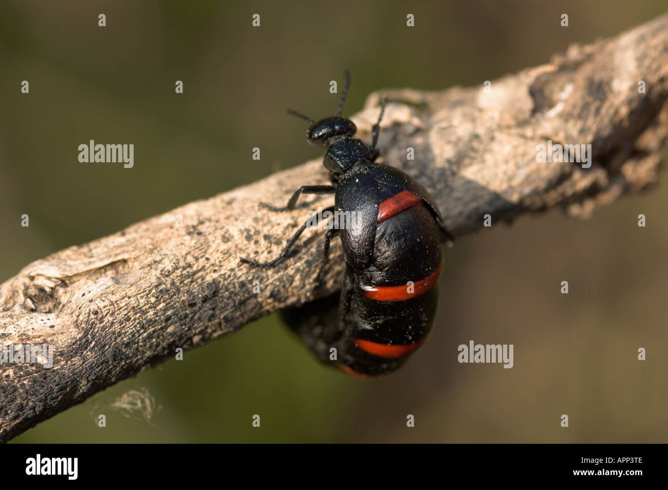 Oil Beetle (Meloe majalis) Spain. (Spanish name : Aceitera Stock Photo ...