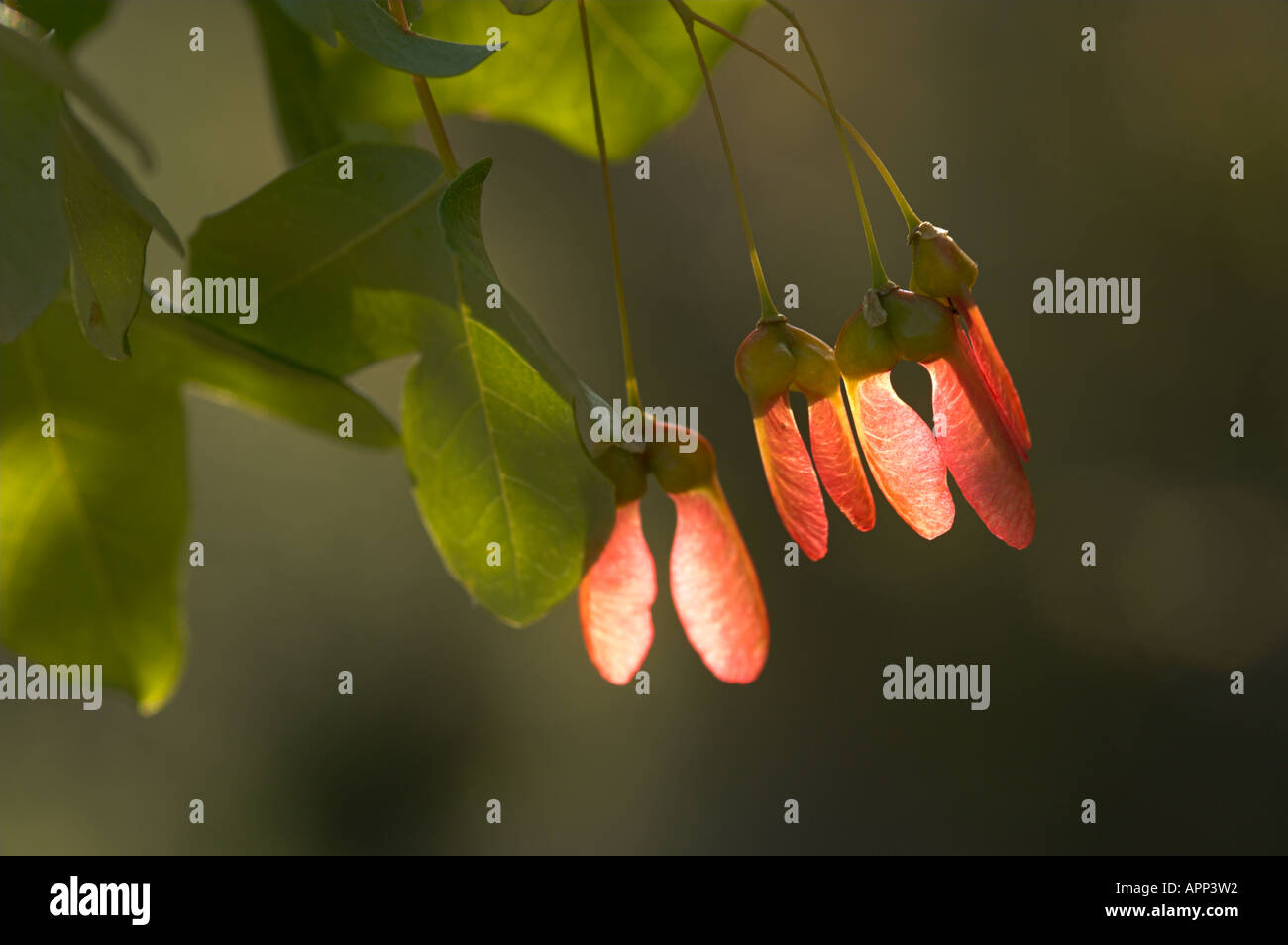 Montpellier maple tree hi-res stock photography and images - Alamy
