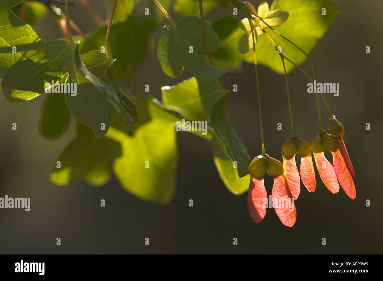 Fruits of Acer Monspessulanum (Montpellier's Maple), Spain Stock Photo ...