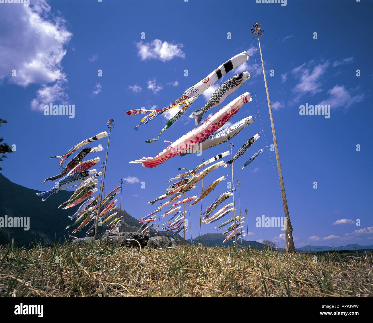 “Koinobori” carp-streamers, celebrating male children, Japan Stock ...
