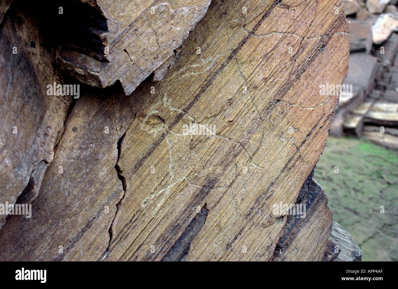 Paleolithic rock engravings discovered next to the Coa river North East ...