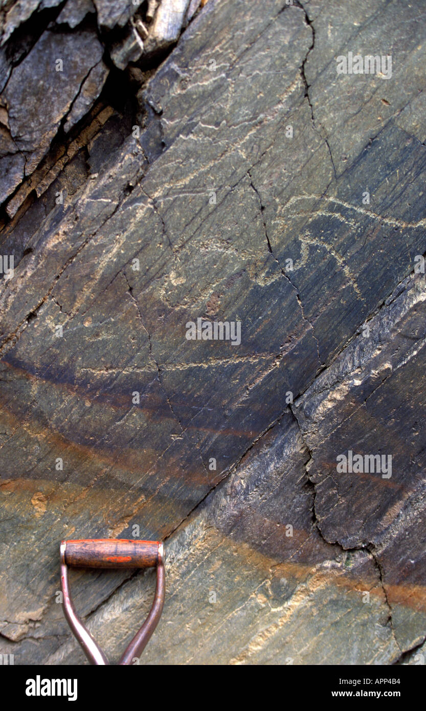 Paleolithic rock engravings discovered next to the Coa river North East ...
