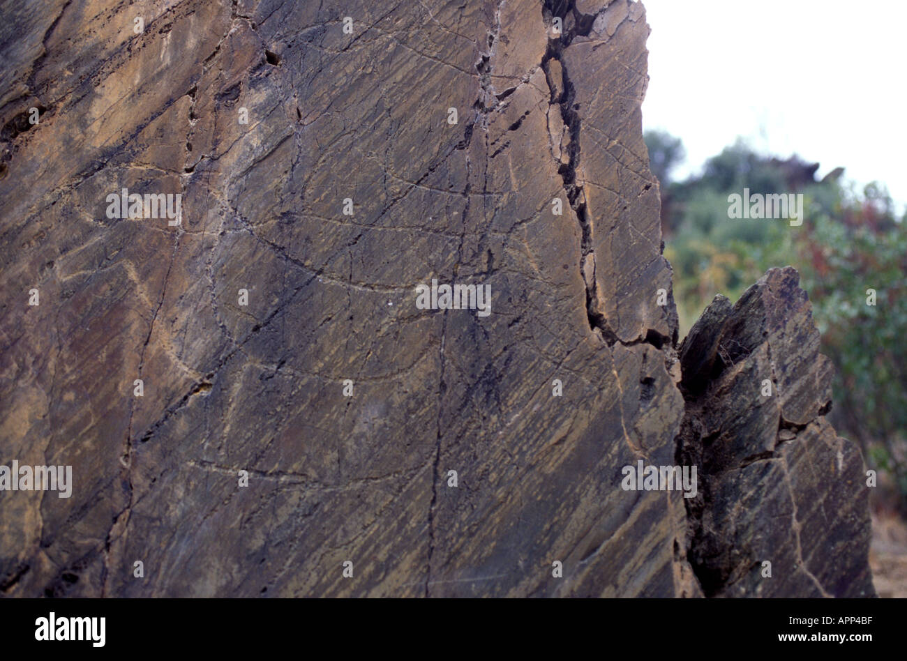 Paleolithic rock engravings discovered next to the Coa river North East ...
