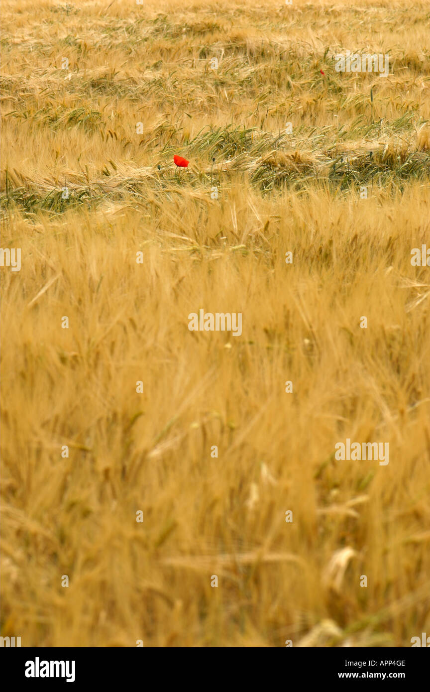 Red Poppy (Papaver rhoeas) within Wheat field (Triticum vulgare), Spain ...