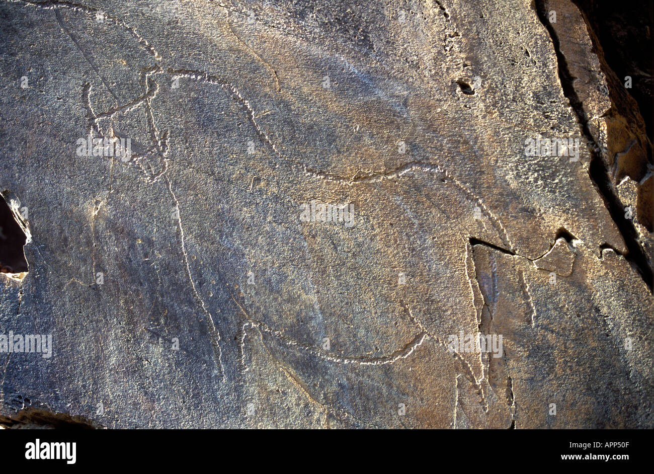 Paleolithic rock engravings discovered next to the Coa river North East ...