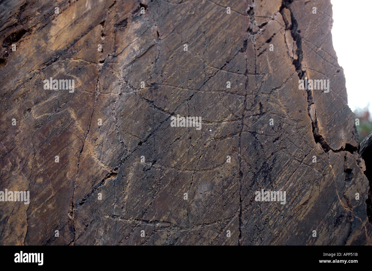 Paleolithic rock engravings discovered next to the Coa river North East ...