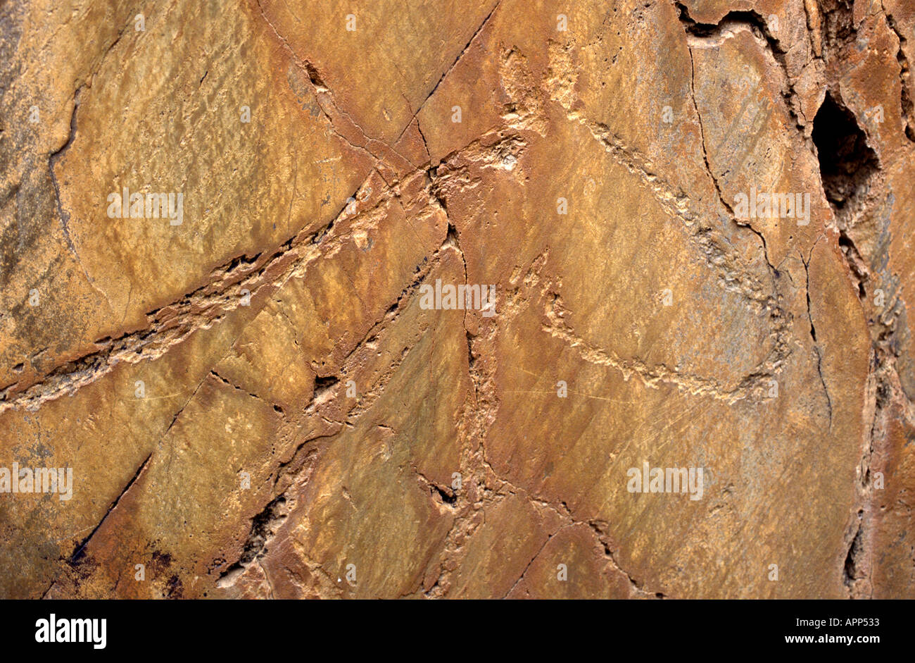 Paleolithic rock engravings discovered next to the Coa river North East ...