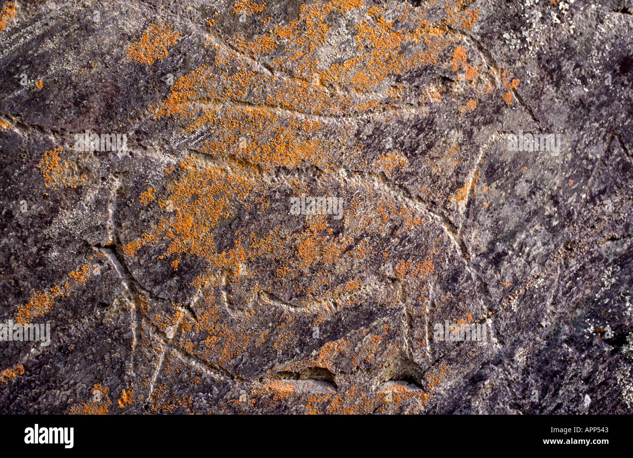 Paleolithic rock engravings discovered next to the Coa river North East ...