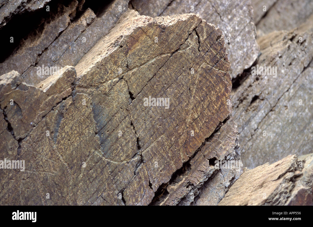 Paleolithic rock engravings discovered next to the Coa river North East ...