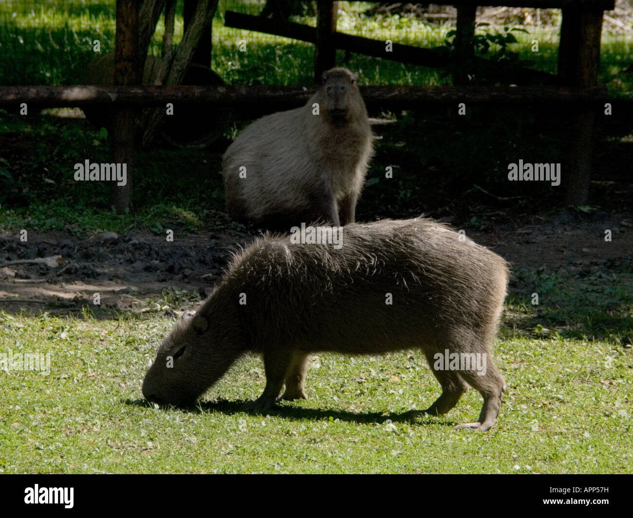 Two adult Capybara, Cotswold Wildlife Park, Burford, Oxfordshire Stock ...